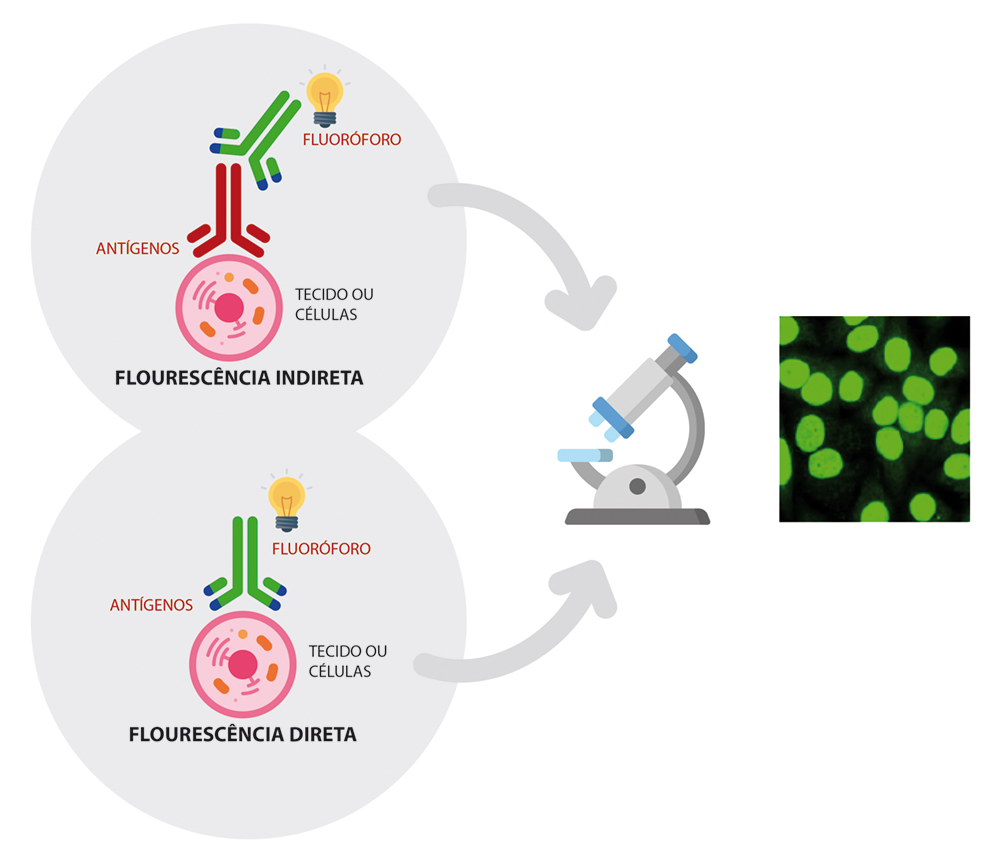 Fluorescência Direta – Argos Patologia